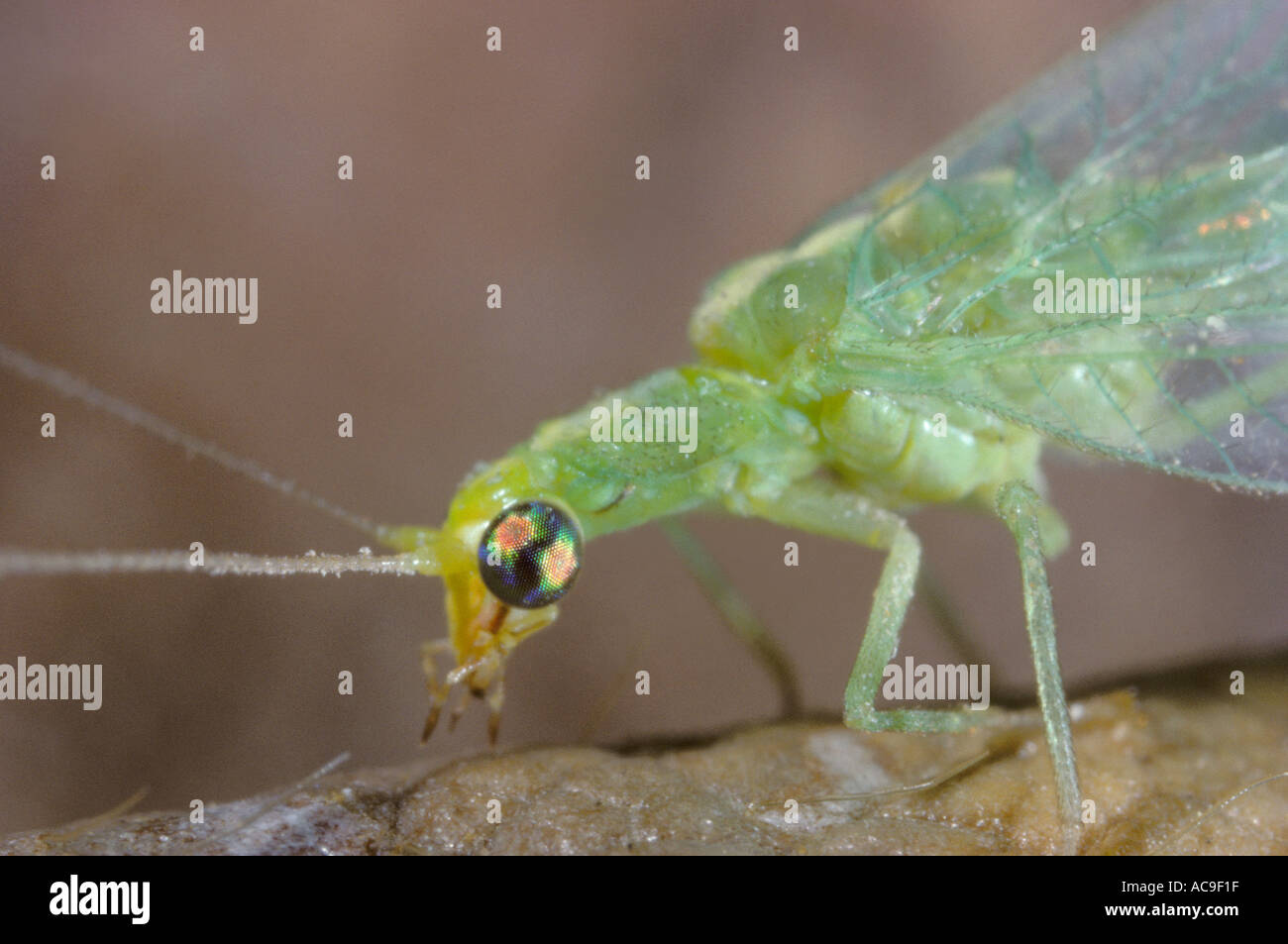 Green lacewing chrysopa sp close up of head hi-res stock photography ...