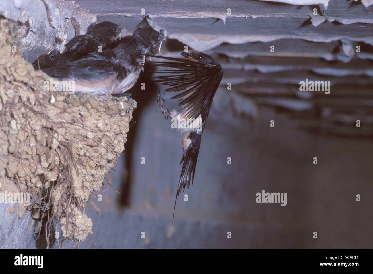 Swallow Hirundo rustica At nest with chicks Stock Photo - Alamy