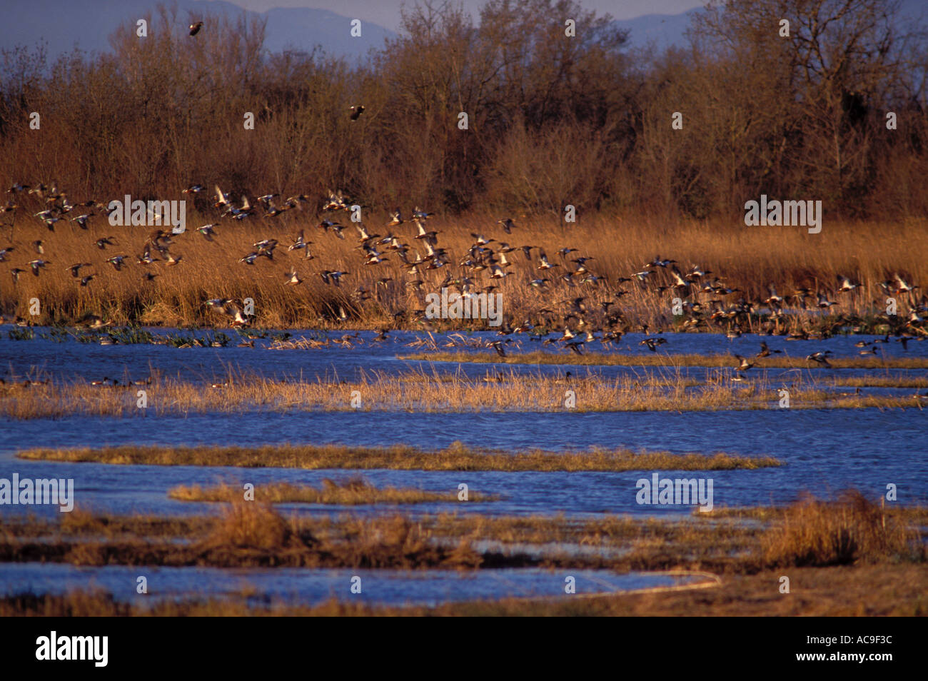 Group of different Ducks flying over Wetlands. Catalonia. Spain Stock ...