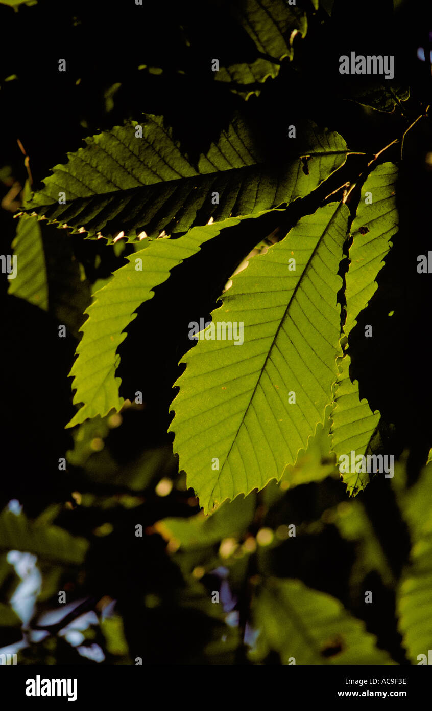 Sweet Chestnut Tree, Castanea sativa. Leaves close-up Stock Photo - Alamy