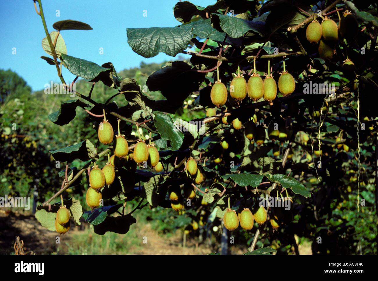 Kiwifruits growing on Kiwi (Actinidia sinensis) Shrubs Stock Photo - Alamy