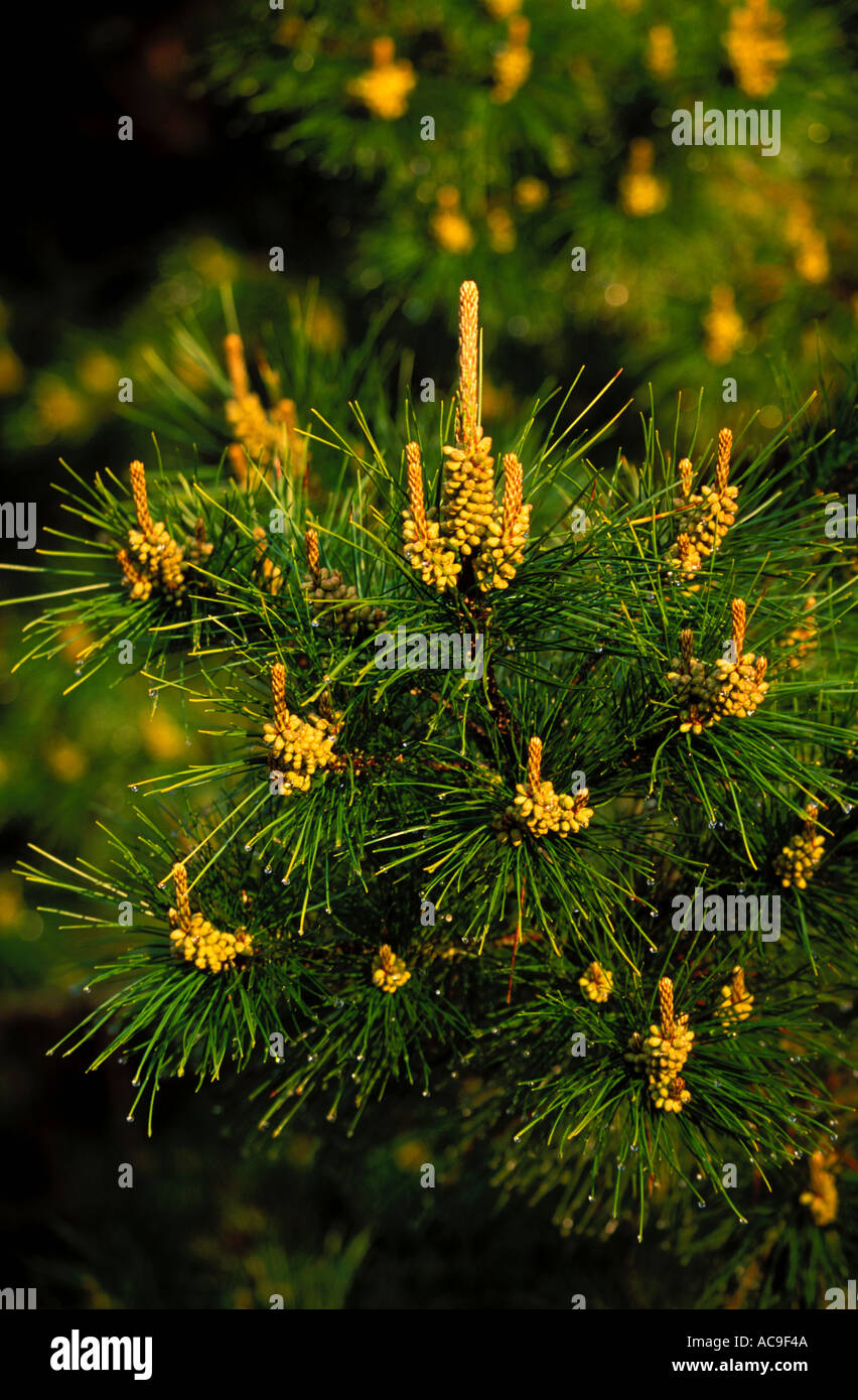 Pine pinus sp trees hi-res stock photography and images - Alamy