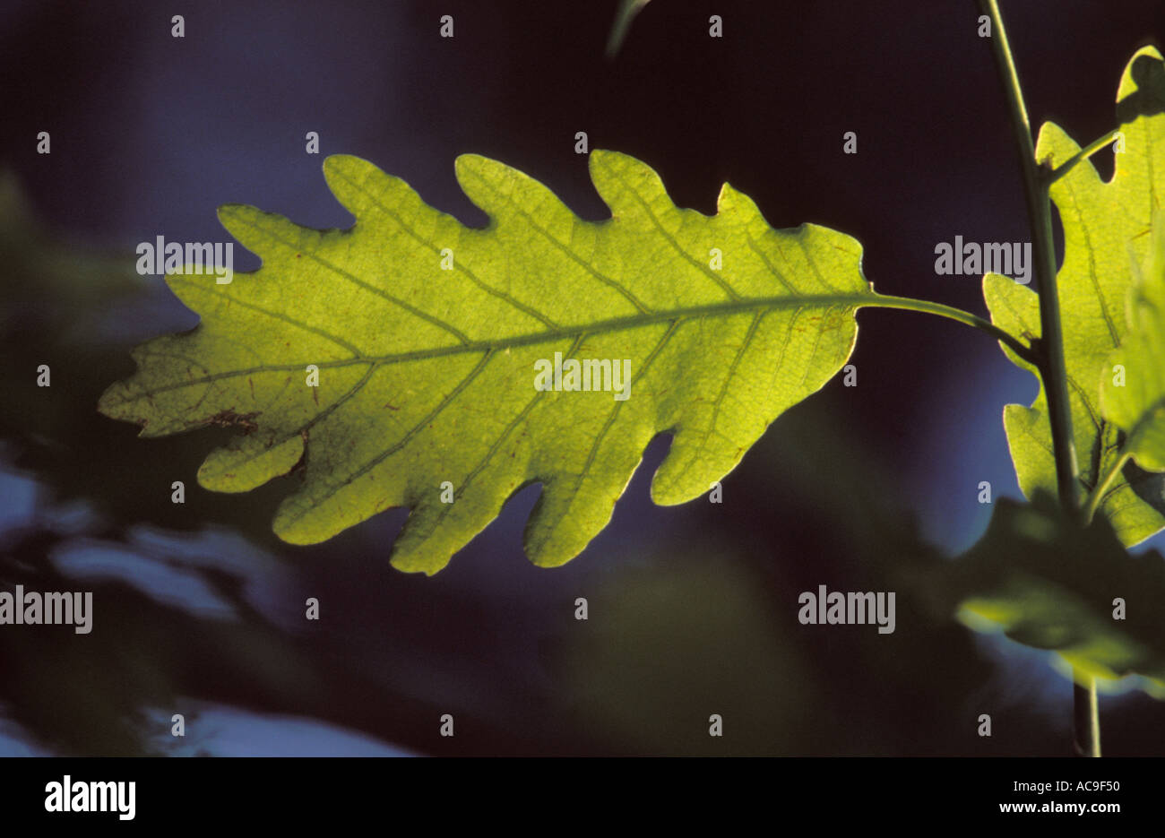 Oak Tree, Quercus sp. Leaf close-up Stock Photo - Alamy