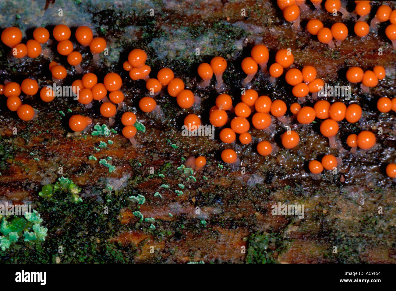 Class myxomycetes on a fir trunk hi-res stock photography and images ...
