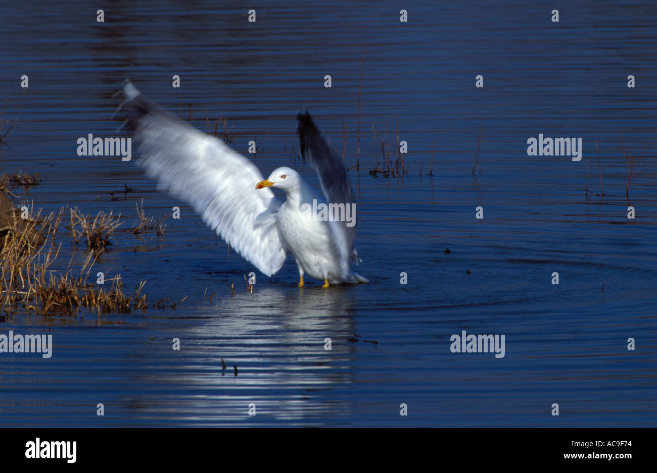 With extended wings hi-res stock photography and images - Alamy