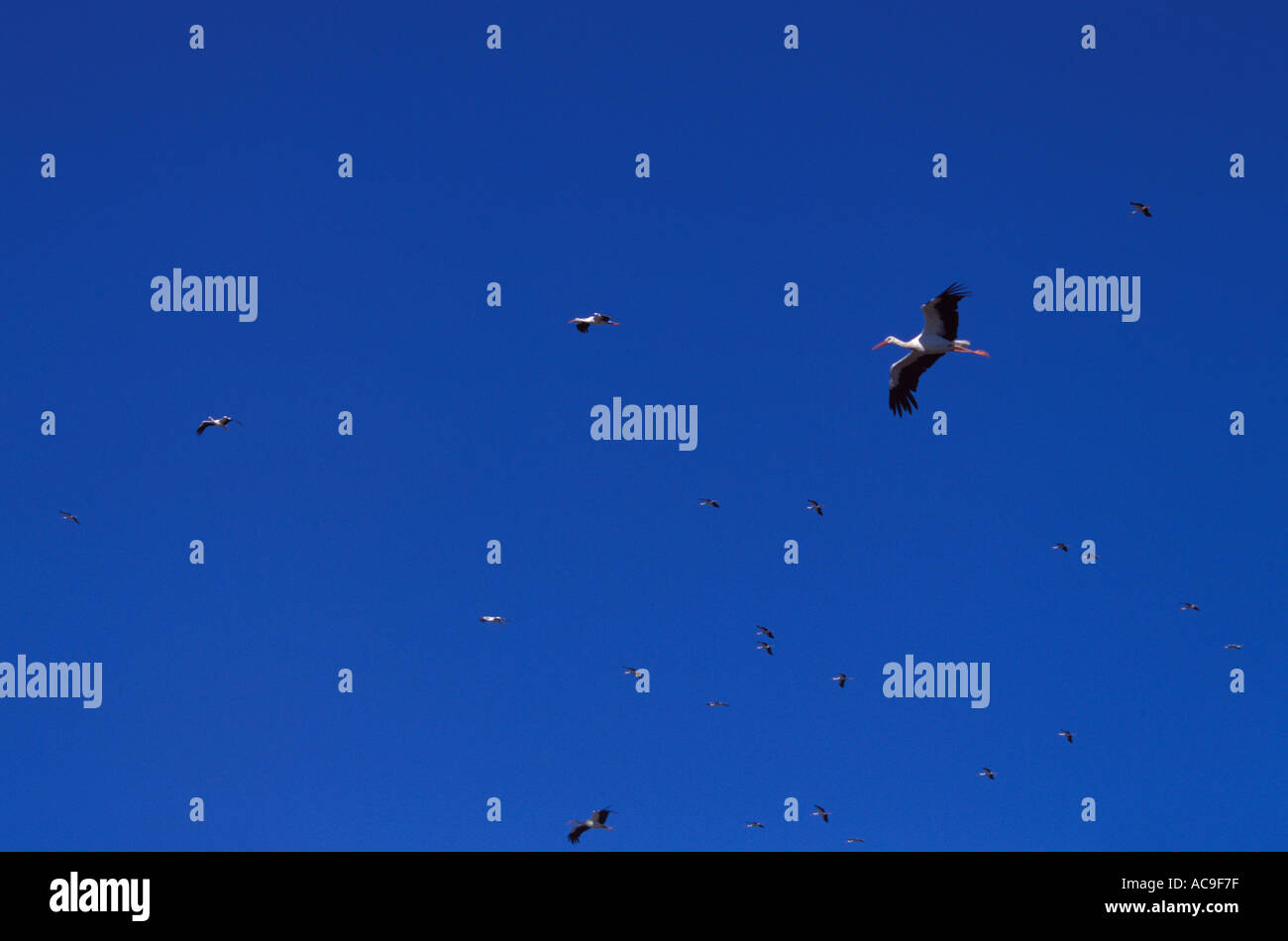 Flock birds storks flying hi-res stock photography and images - Alamy