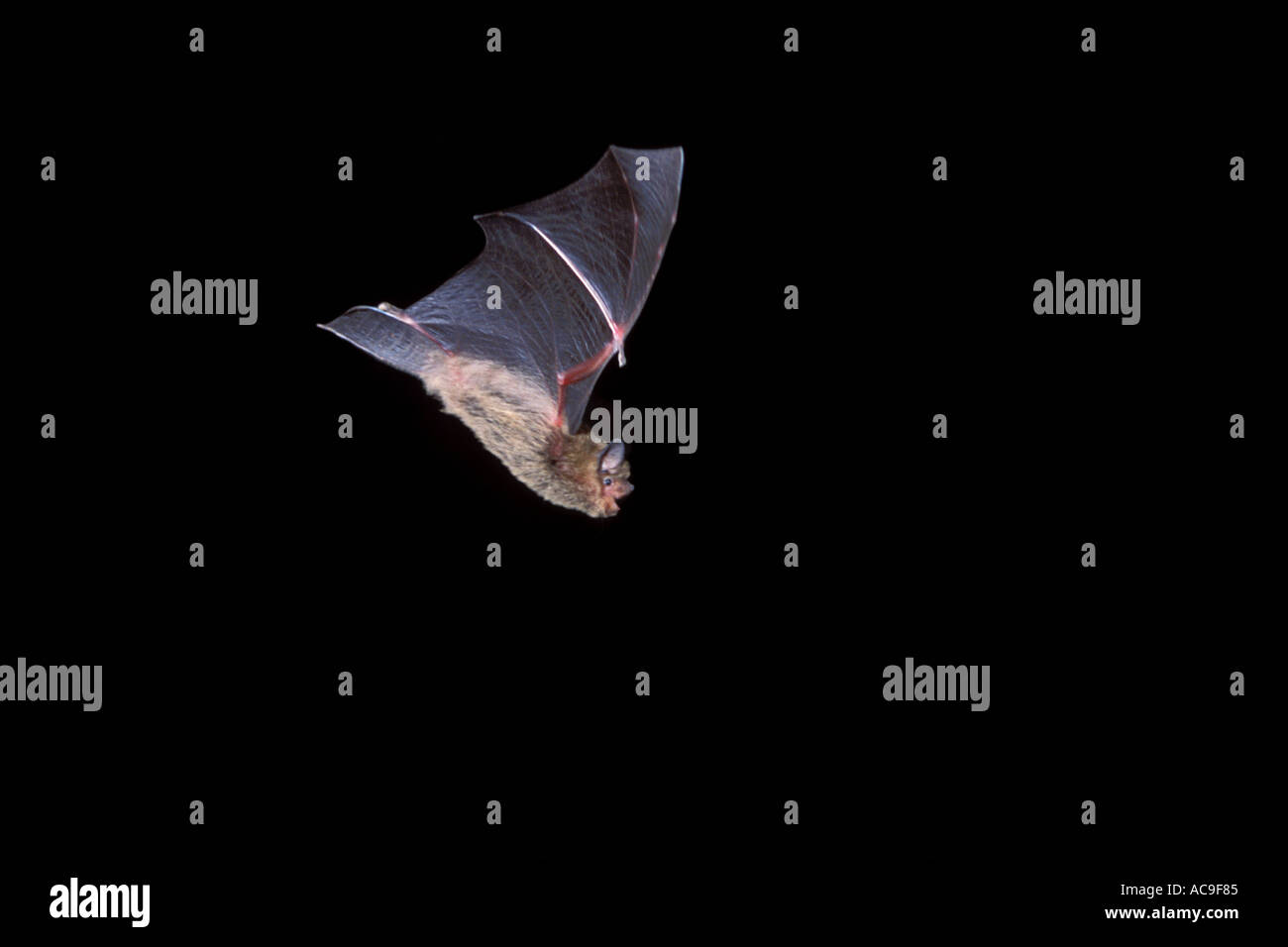 Pipistrelles bat hi-res stock photography and images - Alamy