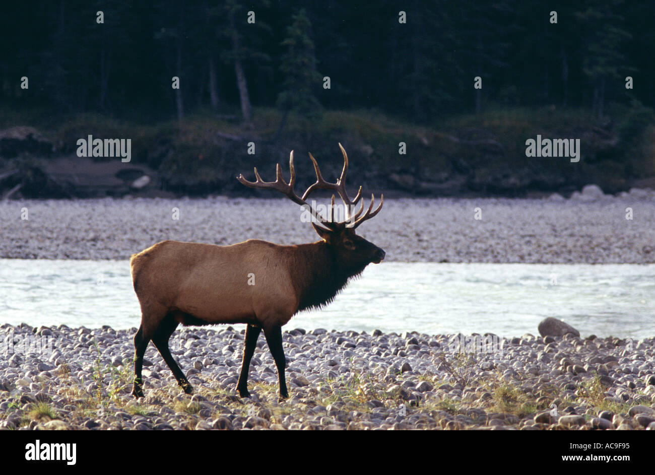 Big Wapiti bull at a river Stock Photo - Alamy