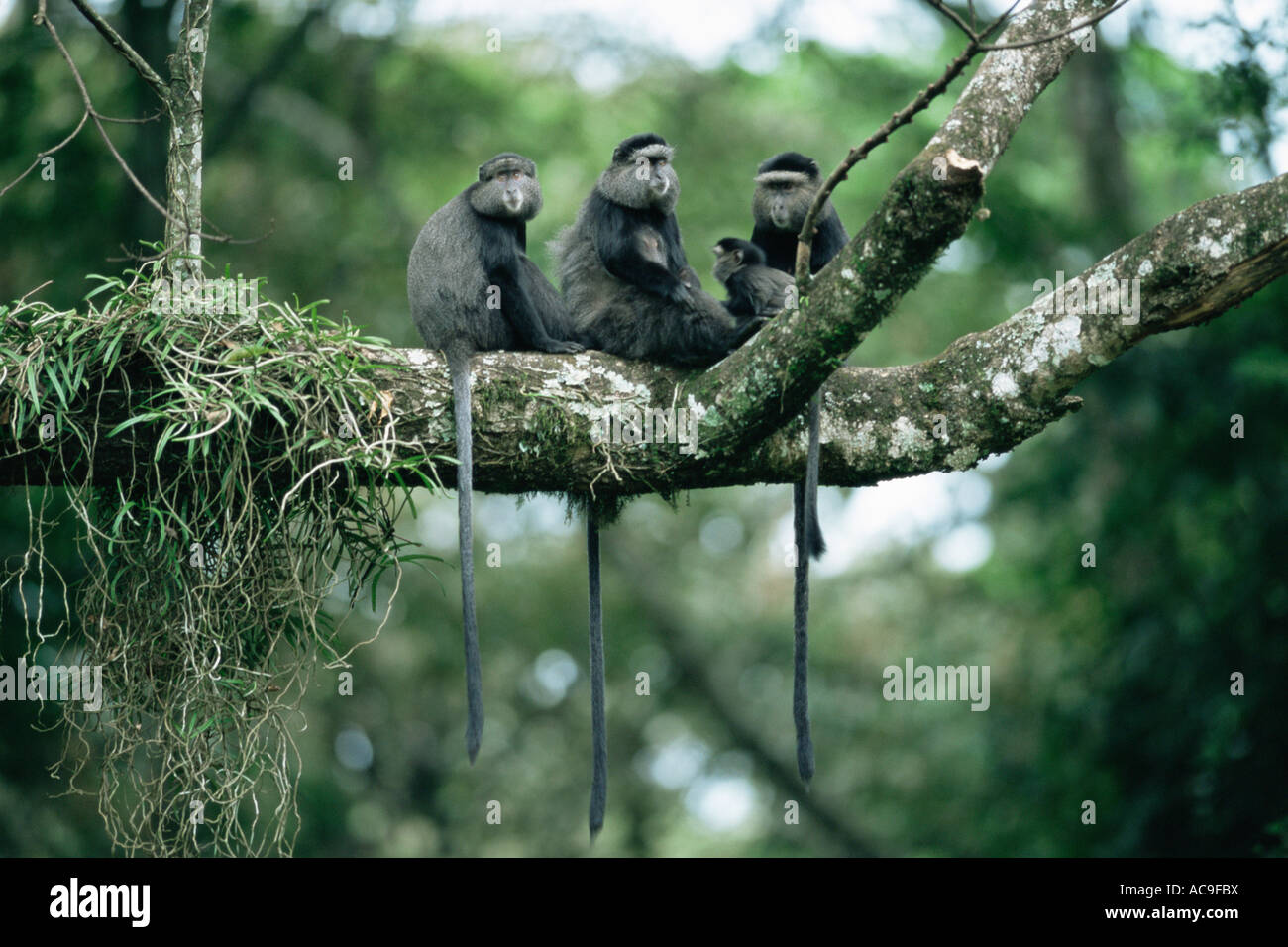 Cercopithecus Group High Resolution Stock Photography and Images - Alamy