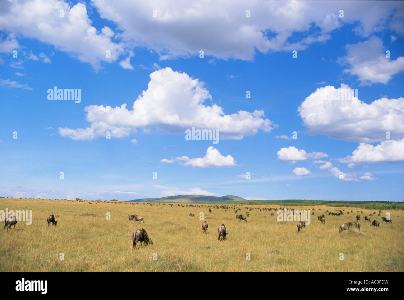 Masai Mara NP with grazing Wildebeest Kenya Stock Photo - Alamy