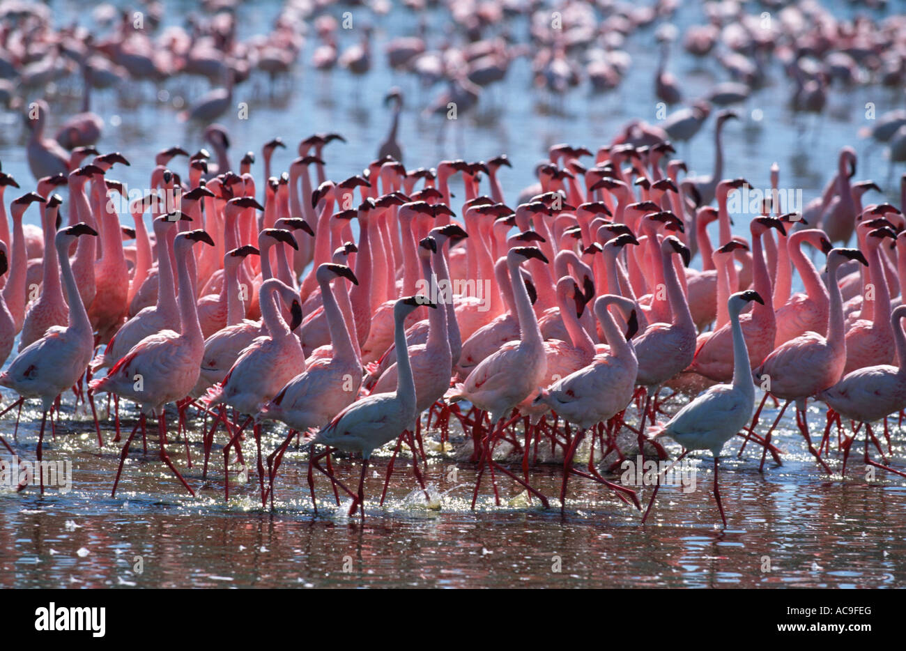 Lesser flamingo group performing ritual group mating dance ...