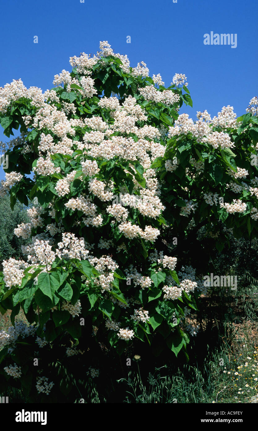 Bignonoides hi-res stock photography and images - Alamy