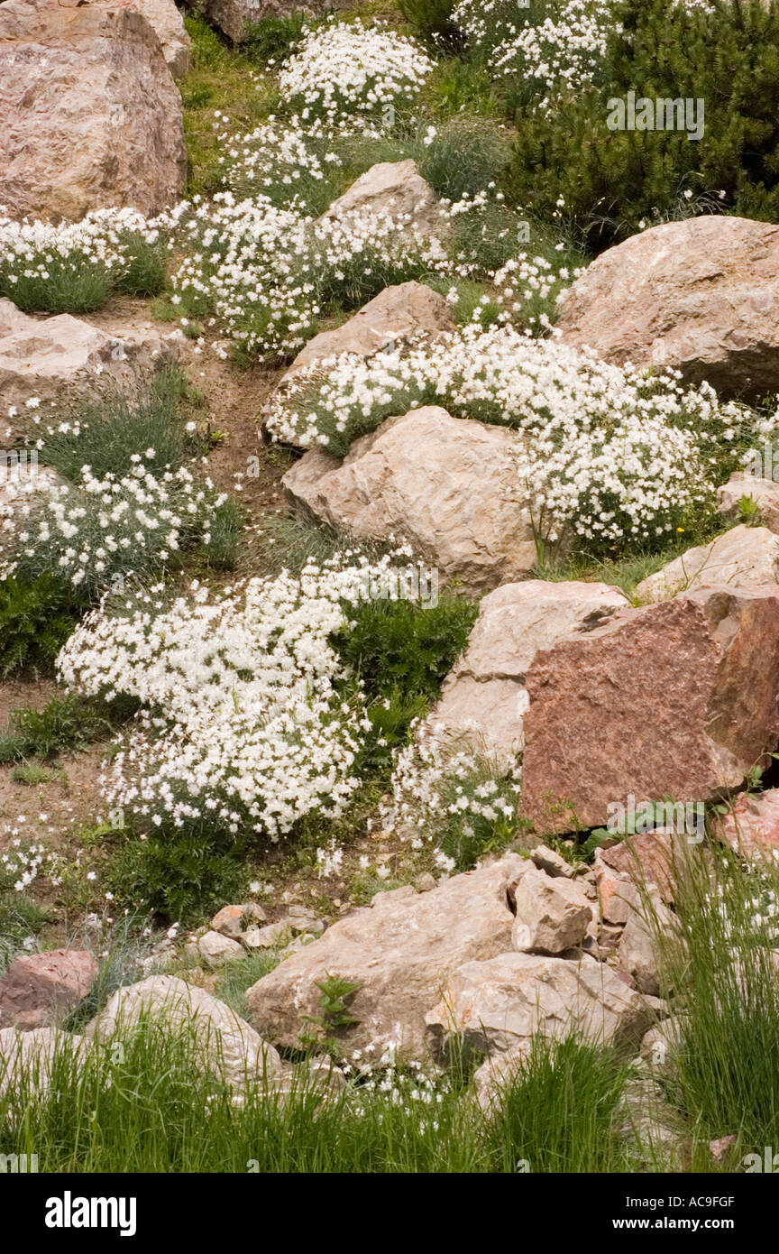 Group of white alpine flowers among rocks Alpine pink flower ...