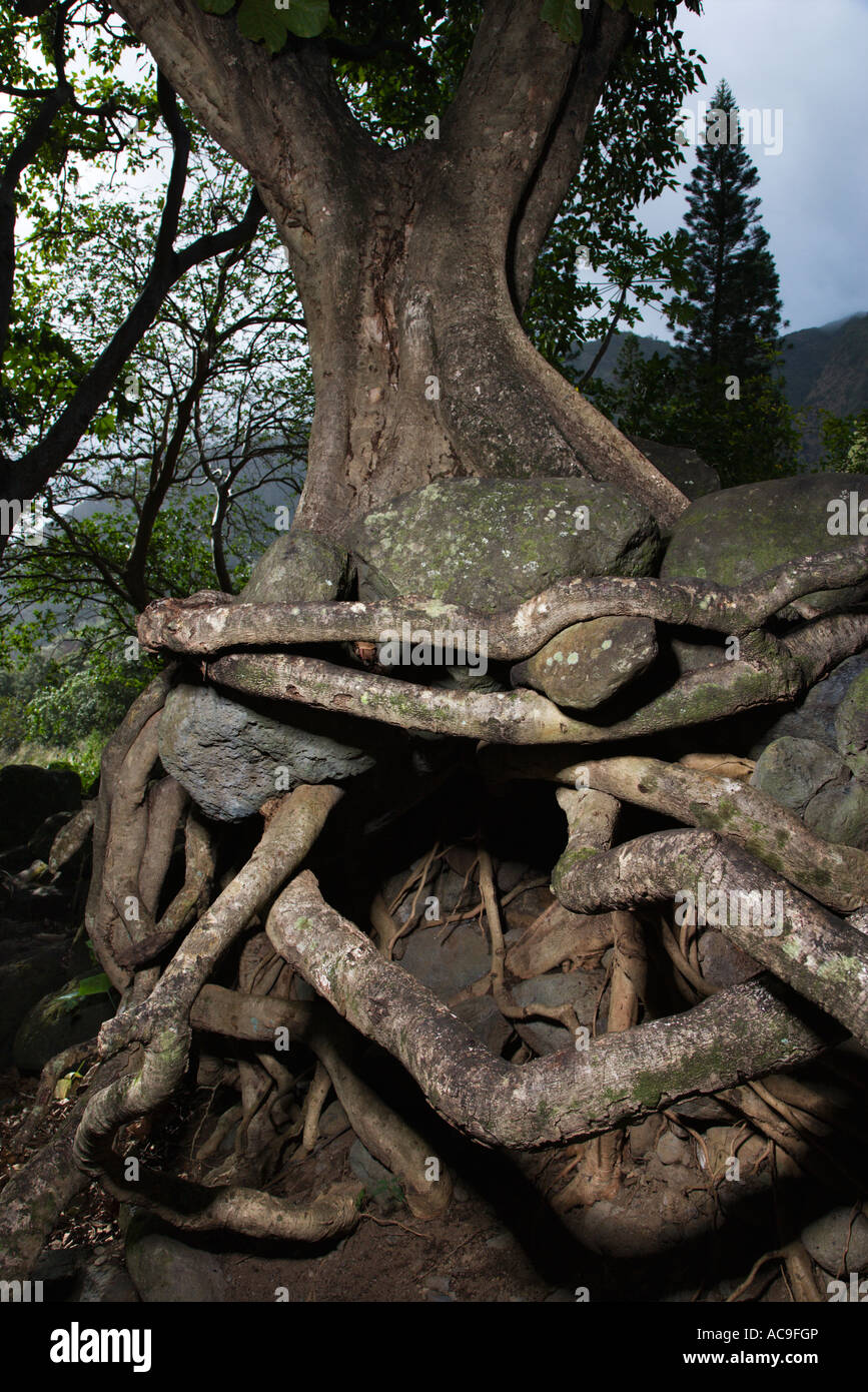 Close up of tangled roots of tree Stock Photo - Alamy