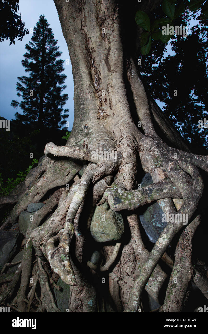 Close up of tangled roots of tree Stock Photo - Alamy