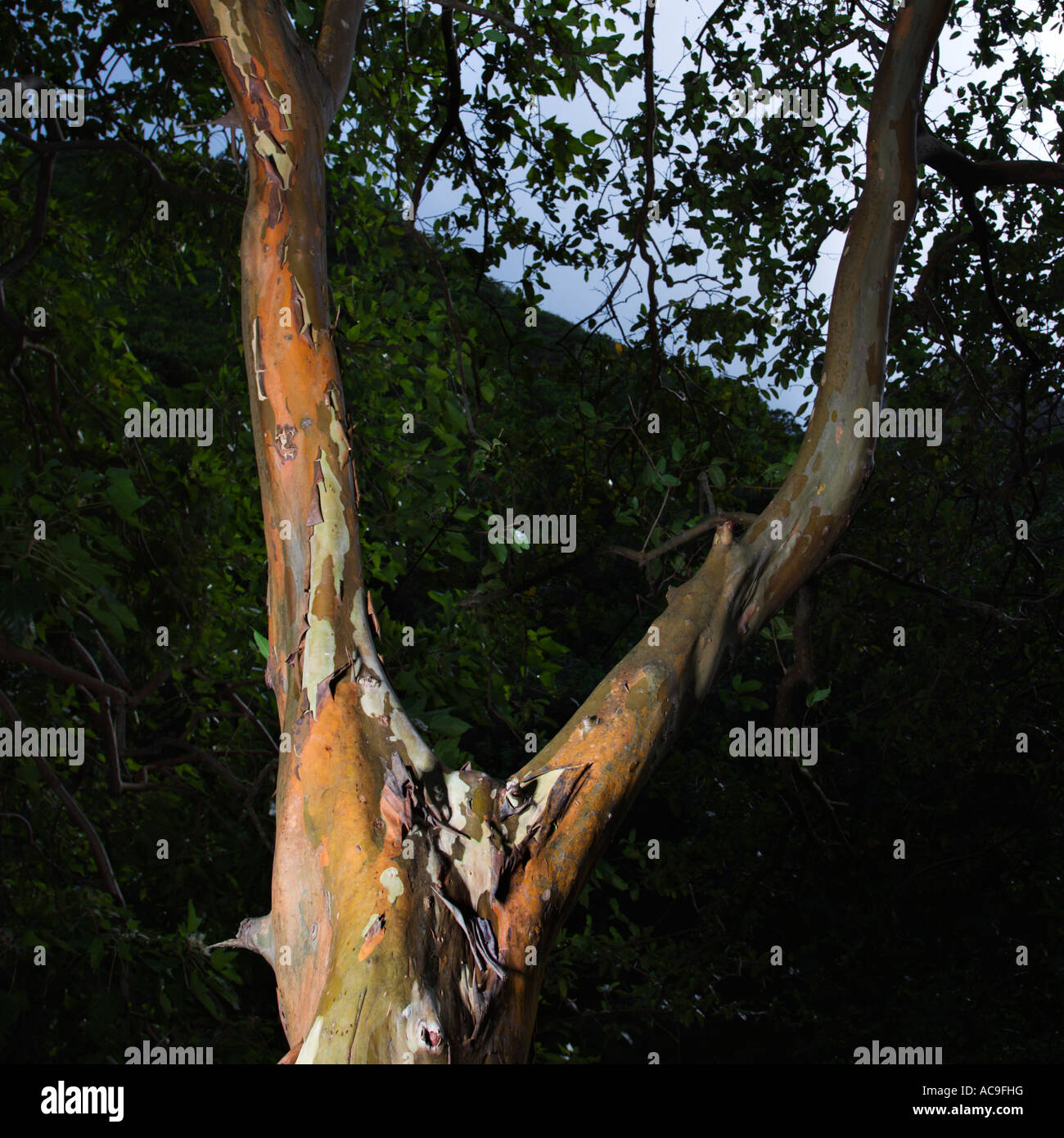 Close up of bark and branches of tree Stock Photo - Alamy
