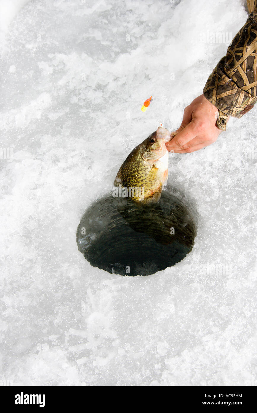 Male hand pulling sunfish out of hole in frozen Green Lake in Minnesota ...