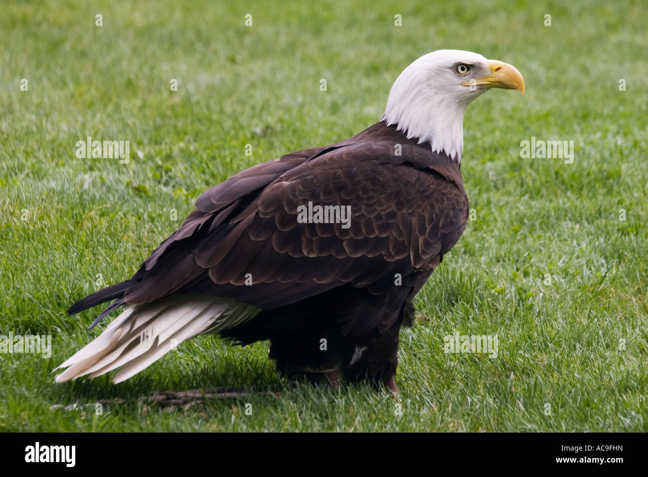 A bald eagle at Woodland Park Zoo Seattle Washington Stock Photo - Alamy