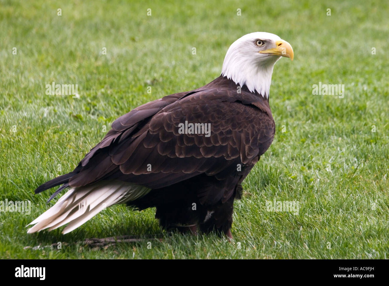 A bald eagle at the Woodland Park Zoo Seattle Washington Stock Photo ...