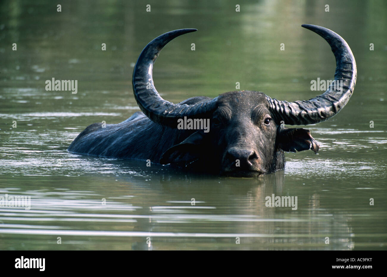 Water buffalo in water Bubalus arnee Kaziranga NP Assam India Stock ...
