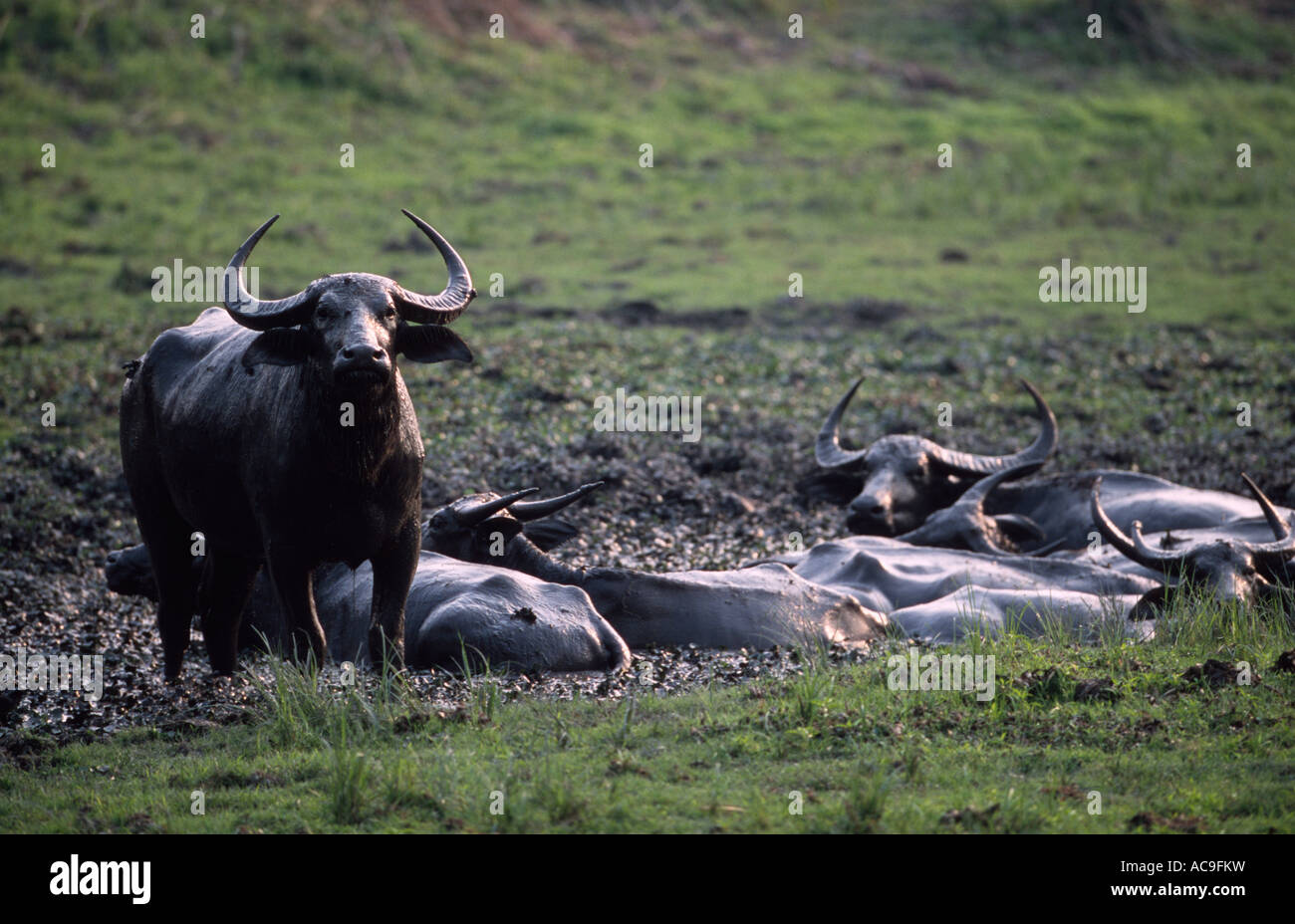Water buffalo herd wallowing Bubalus arnee Kaziranga NP Assam India ...
