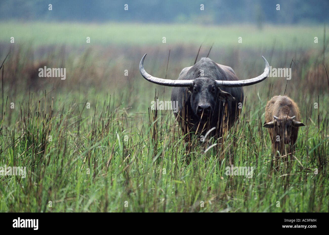 Water buffalo + calf {Bubalus arnee} Kaziranga NP, Assam, Indi Stock ...