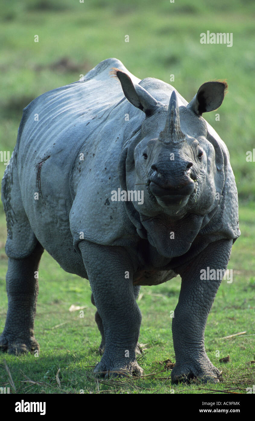 Indian rhinoceros in kaziranga hi-res stock photography and images - Alamy