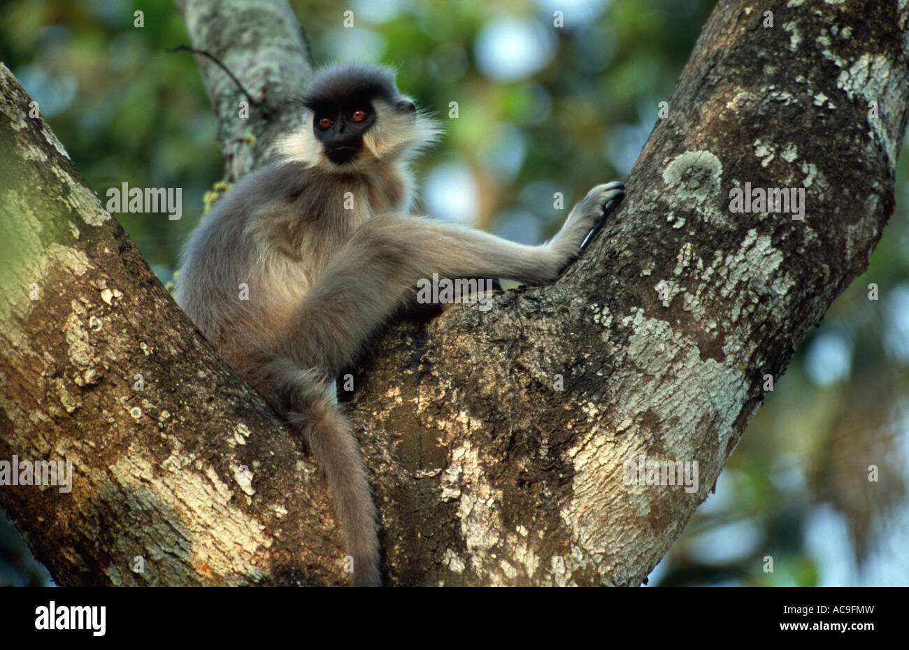 Capped langur in tree Presbytis pileata Kazaringa Assam India Stock ...