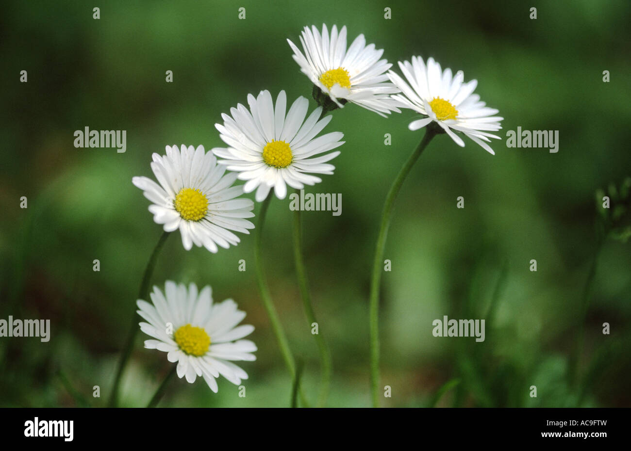 Common daisy flowers Bellis perennis Belgium Stock Photo - Alamy