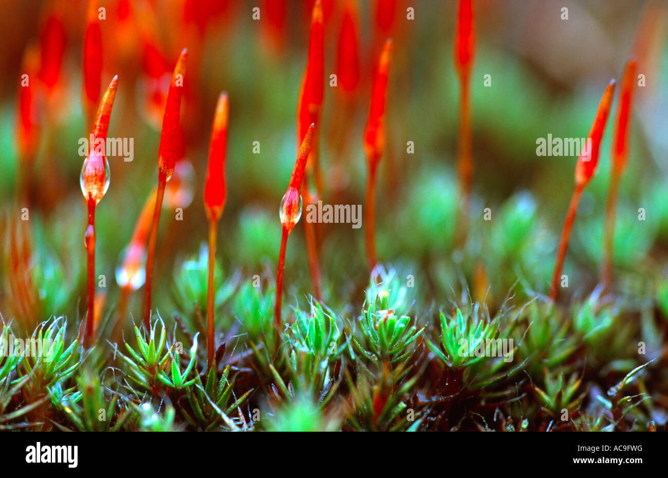 Male bodies hi-res stock photography and images - Alamy