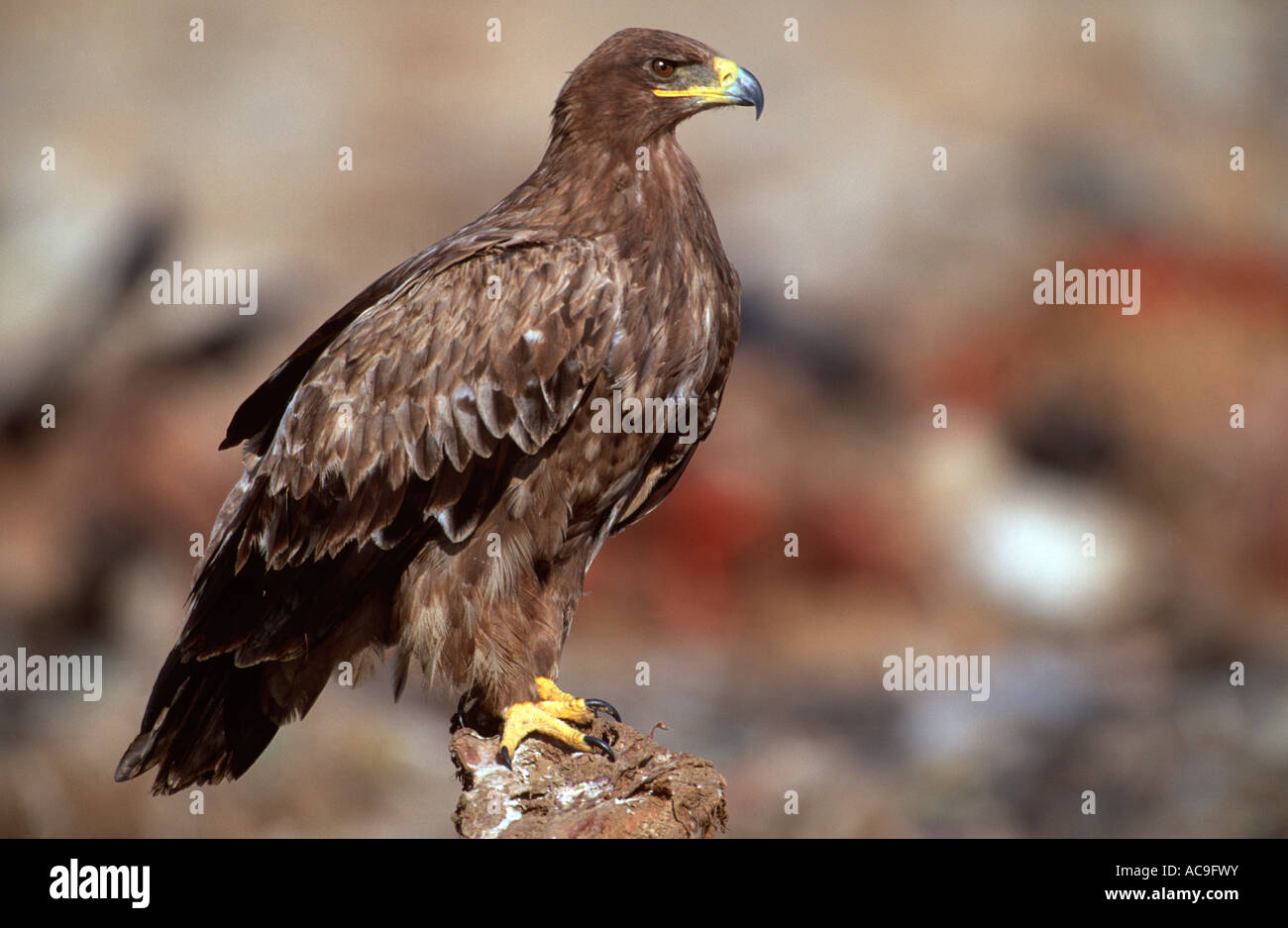 Steppe eagle Aquila rapax nipalensis Rajasthan India Stock Photo - Alamy