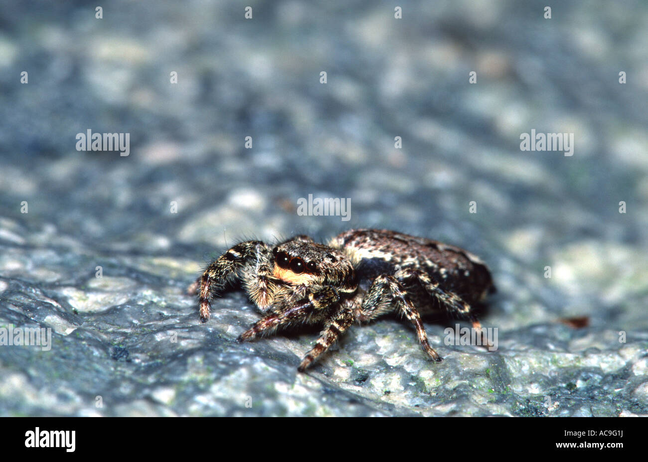 Salticus spider hi-res stock photography and images - Alamy
