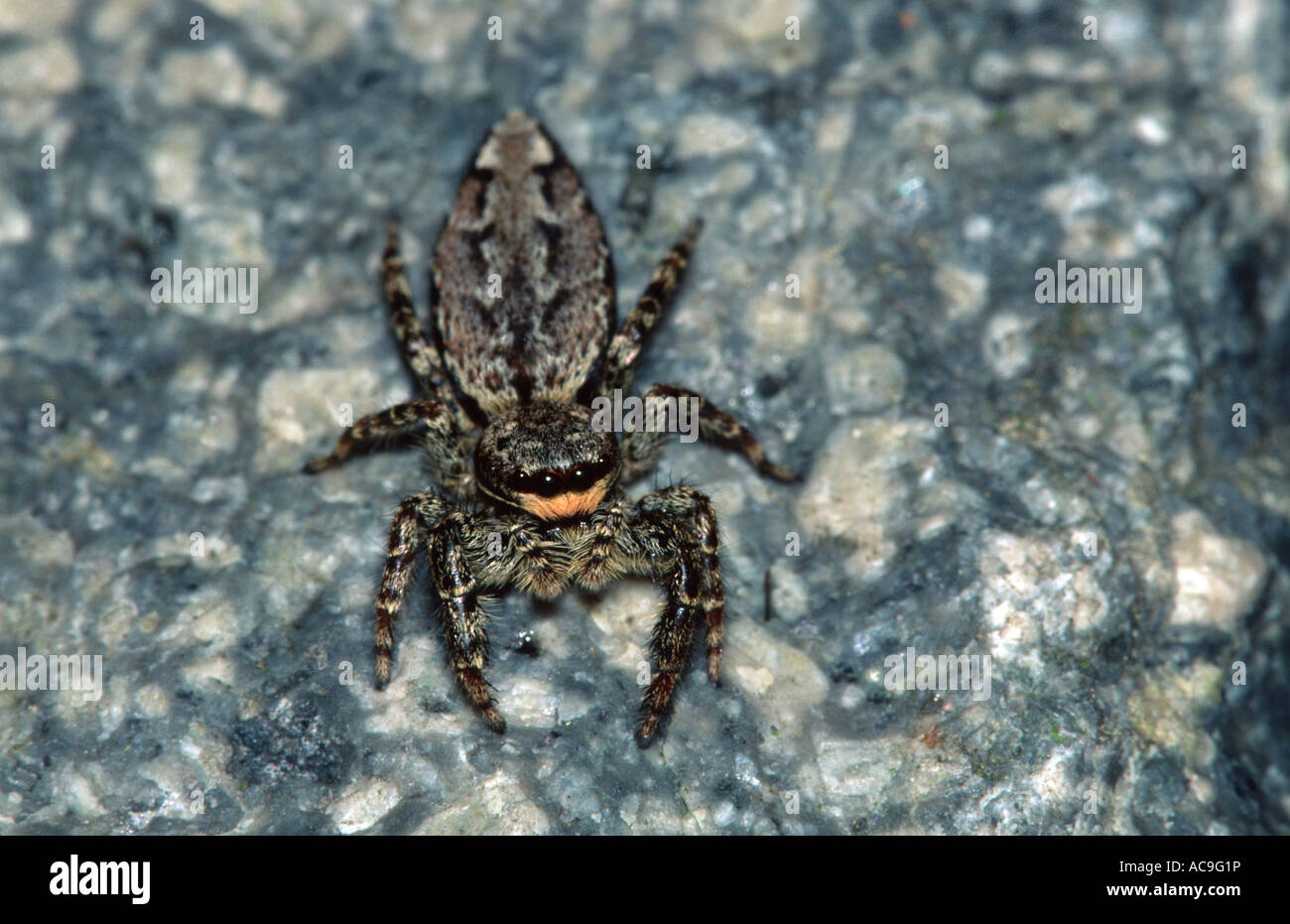 Salticus spider hi-res stock photography and images - Alamy