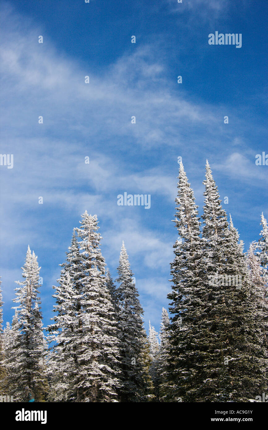 Pine trees background blue hi-res stock photography and images - Alamy