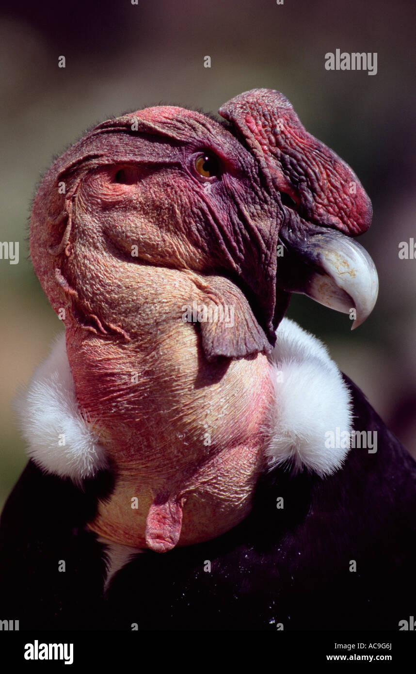 Andean condor head portrait Vultur gryphus captive Stock Photo - Alamy