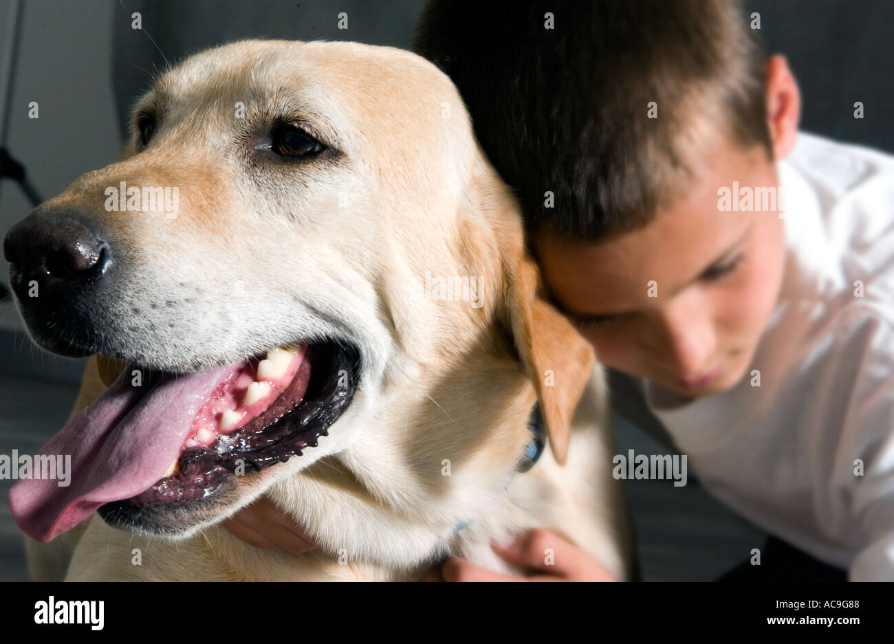 Boy hugging pet labrador hi-res stock photography and images - Alamy