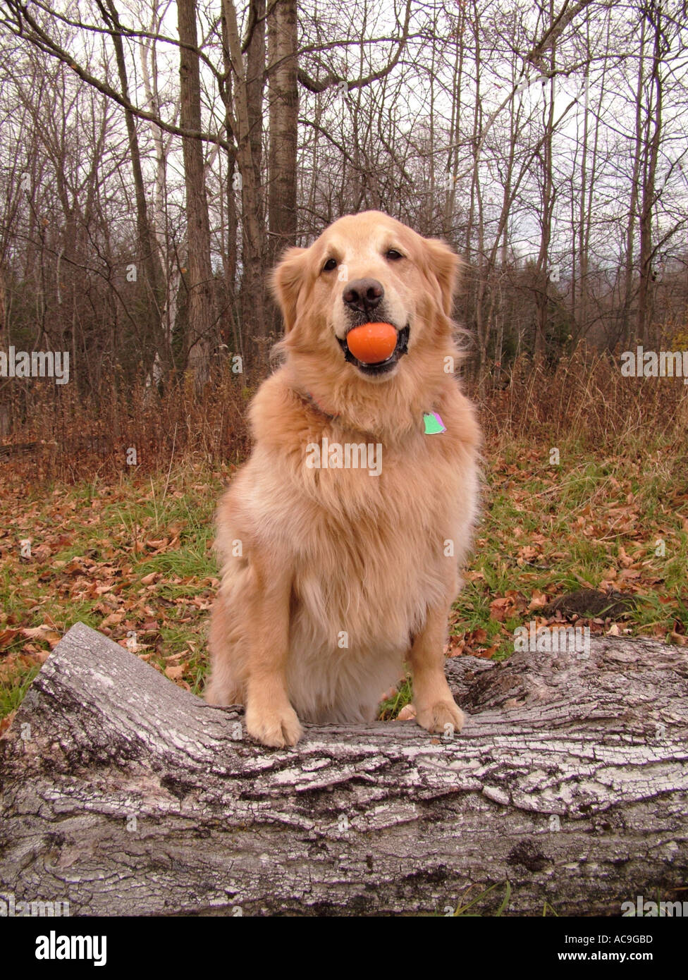Golden retriever pictures hi-res stock photography and images - Alamy