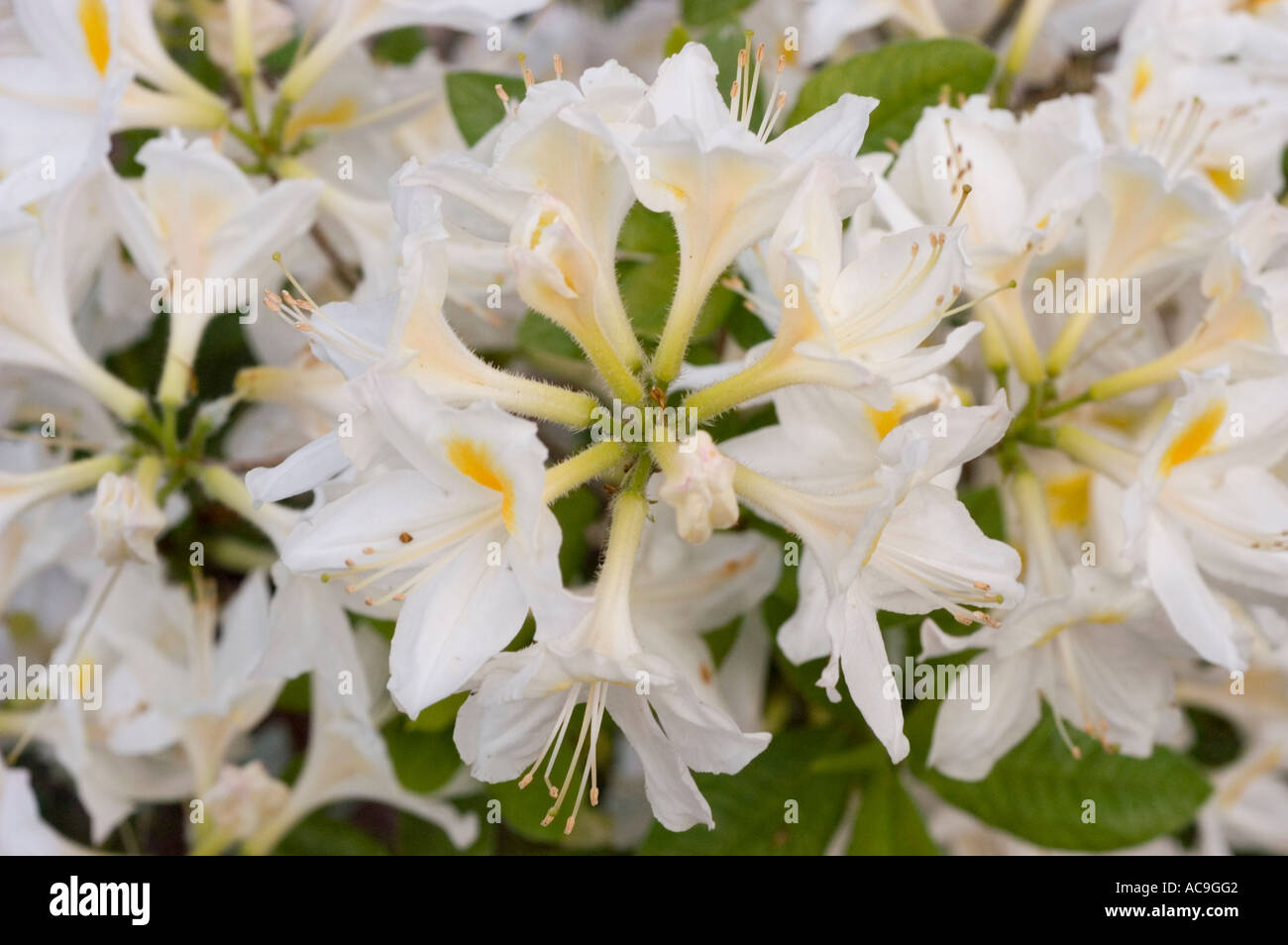 White azalea flowers Ericaceae Rhododendron Persil Stock Photo - Alamy