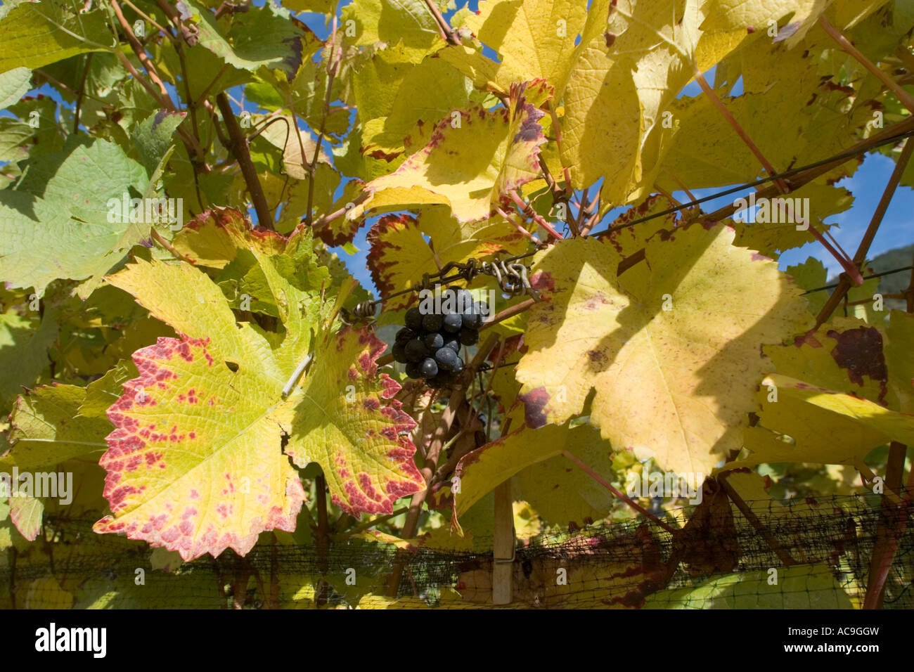 Grapevine, South Tyrol, Italy Stock Photo - Alamy