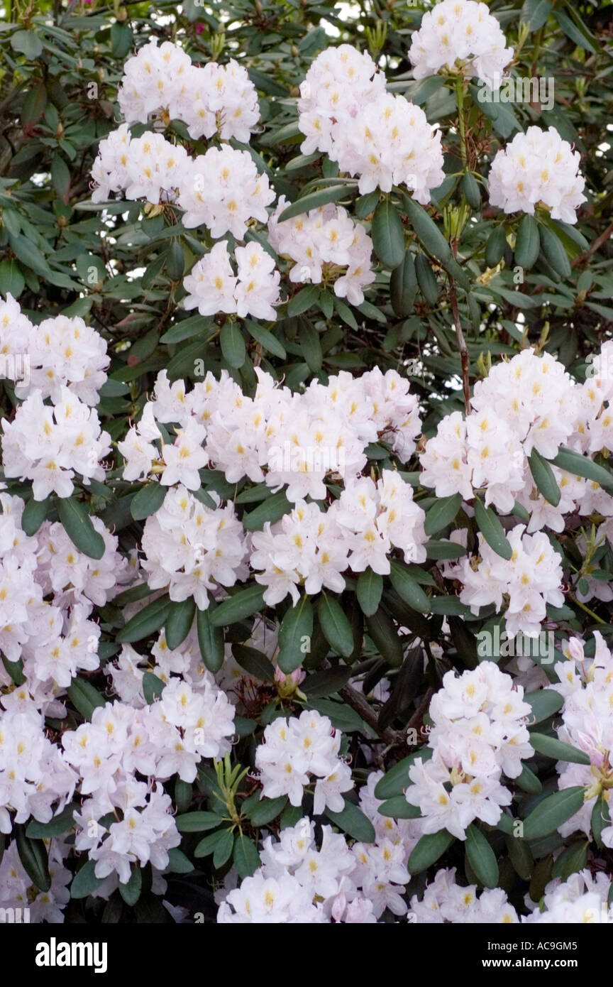 Azalea persil hi-res stock photography and images - Alamy