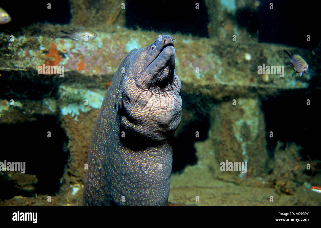 Moray eel Muraena helena Mediterranean Stock Photo - Alamy