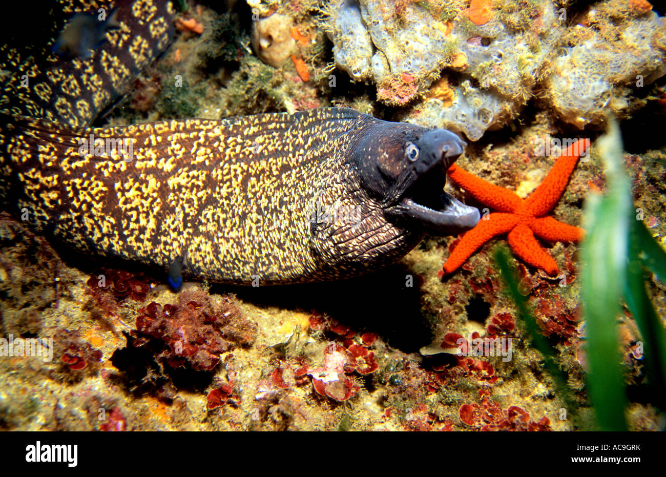 Moray eel Muraena helena Mediterranean Stock Photo - Alamy