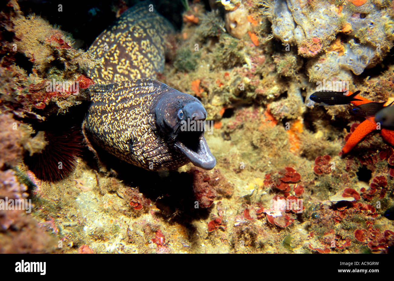 Moray eel Muraena helena Mediterranean Stock Photo - Alamy