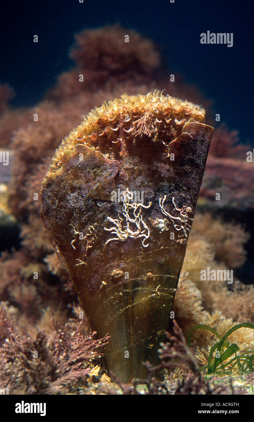 Noble pen shell Pinna nobilis Mediterranean Stock Photo - Alamy