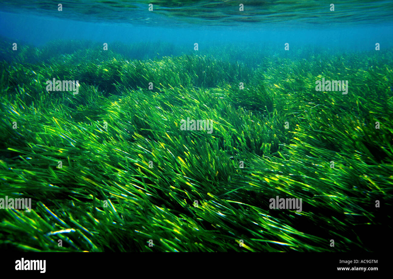 Neptune grass waving in underwater currents Posidonia oceanica ...