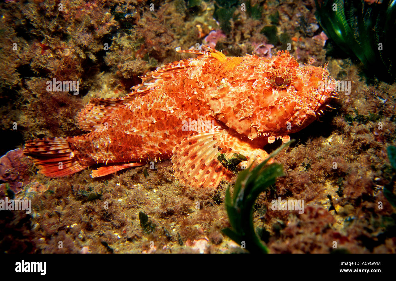 Scorpionfish Scorpaena scrofa Mediterranean Stock Photo - Alamy