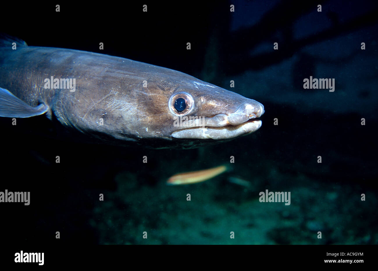 Conger eel portrait Conger conger Mediterranean Stock Photo - Alamy