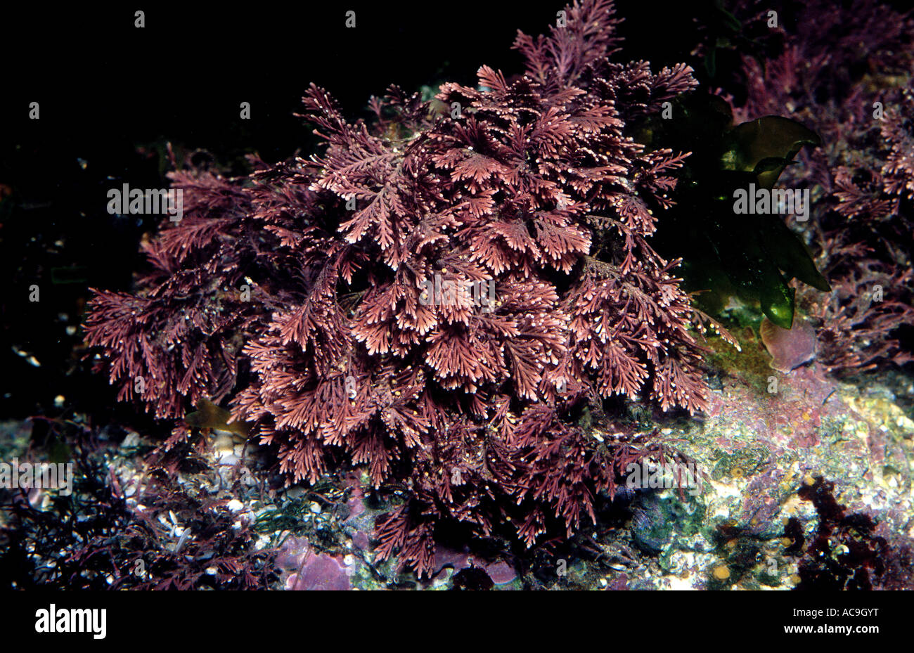 Coralline algae Corallina elongata Mediterranean Stock Photo - Alamy