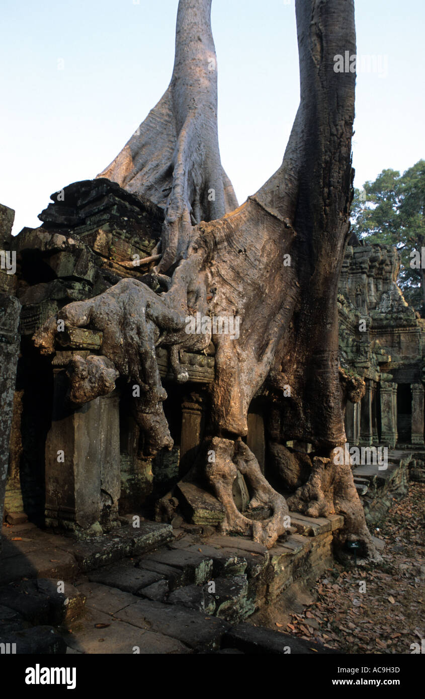 Strangler fig tree growing on ruins at Angkor Wat Cambodia Stock Photo ...