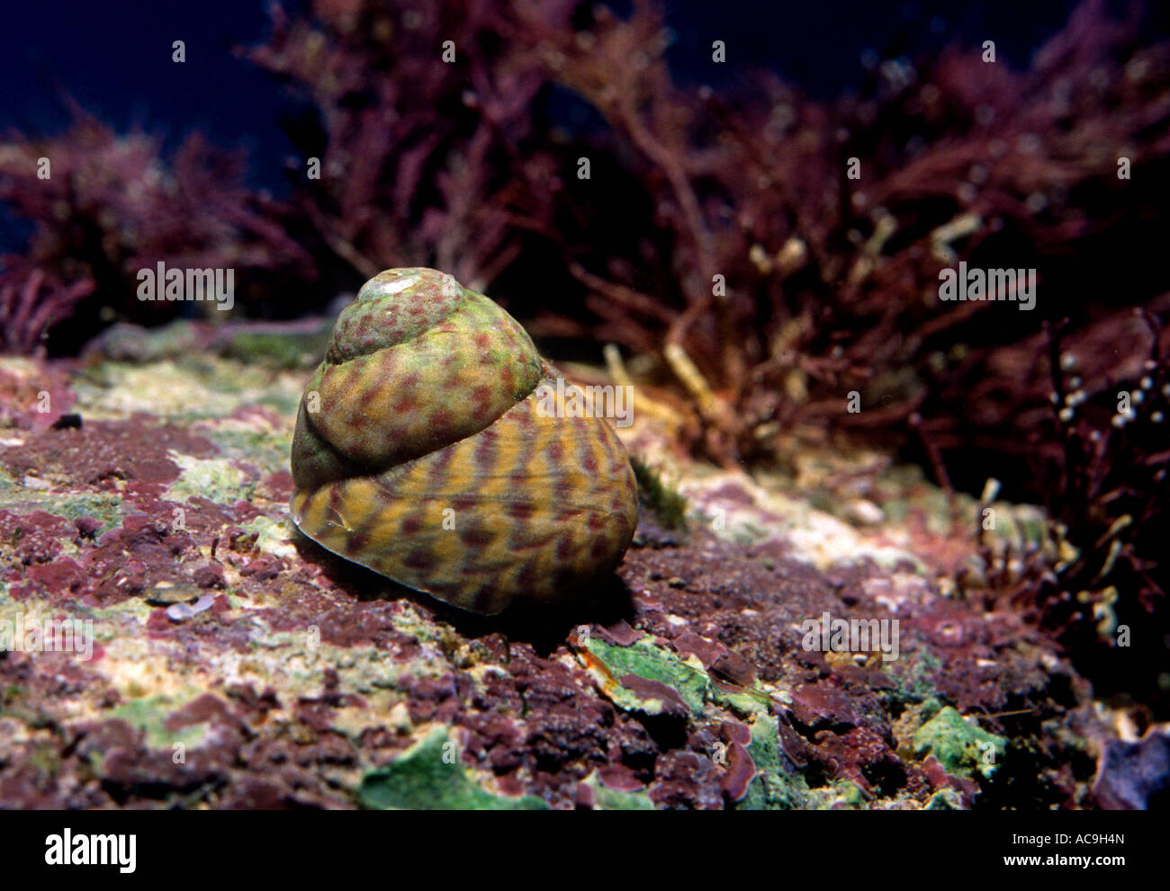 Turbinate monodont snail Monodonta turbinata Mediterranean Stock Photo ...